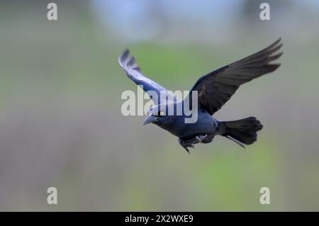 Great tailed grackle Quiscalus mexicanus male flight Arizona USA Stock ...