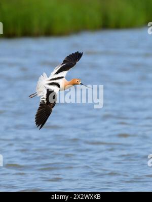 American Avocet bird flying over prairie slough in Frank Lake ...