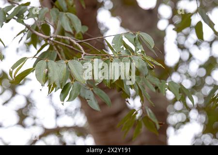 Stinkingtoe Tree Leaves of the species Hymenaea courbaril with ...