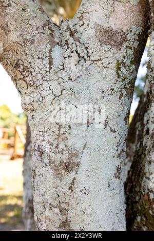 common lichens (Lecanoromycetes) Fungi Stock Photo - Alamy