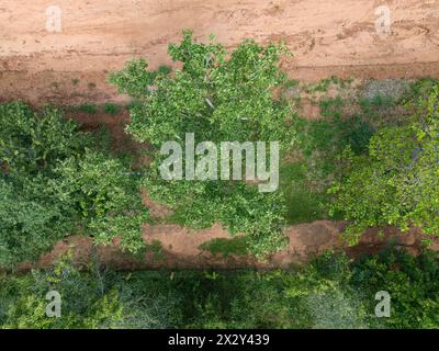 Plant Stinkingtoe Tree of the species Hymenaea stigonocarpa Stock Photo ...