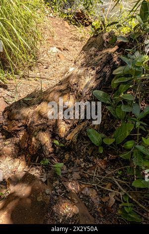 large tree trunk rotting on the ground nature Stock Photo - Alamy