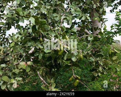 Plant Stinkingtoe Tree of the species Hymenaea stigonocarpa Stock Photo ...