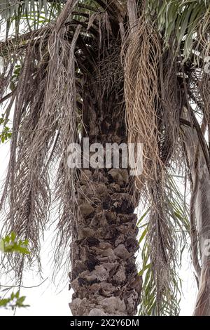 Macauba palm tree (Acrocomia aculeata), with fruits, seeds, Minas ...
