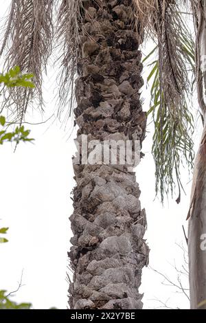 Macauba palm tree (Acrocomia aculeata), with fruits, seeds, Minas ...