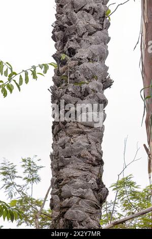 Macauba palm tree (Acrocomia aculeata), with fruits, seeds, Minas ...