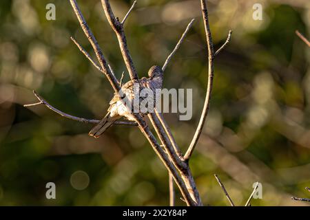 Scaled Dove Bird of the Species Columbina squammata Stock Photo - Alamy