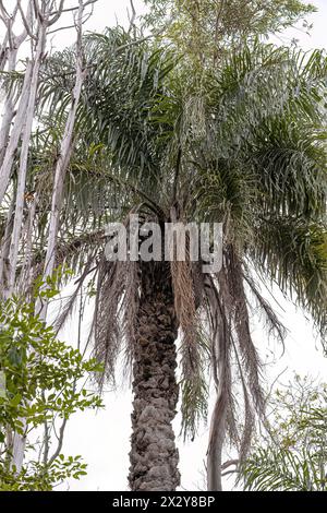 Macauba palm tree (Acrocomia aculeata), with fruits, seeds, Minas ...
