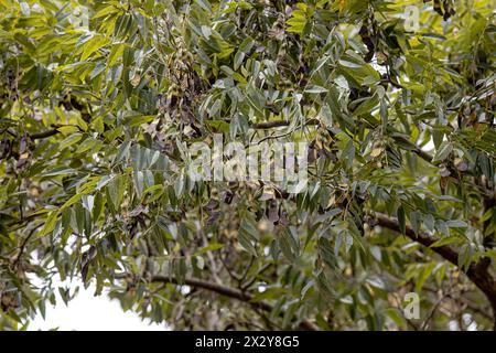 Machaeriums Plant Seeds of the Genus Machaerium Stock Photo - Alamy