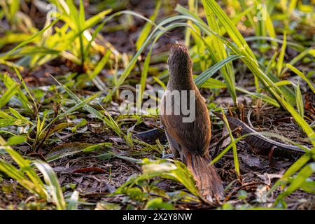 Greater Thornbird Animal of the species Phacellodomus ruber Stock Photo ...