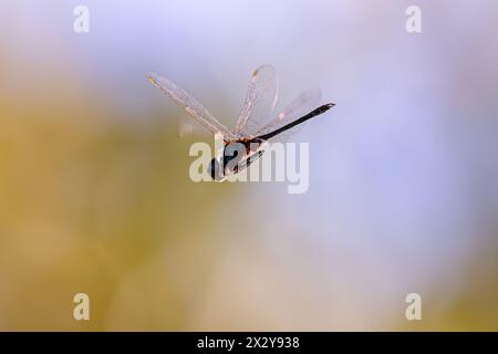 Adult Metallic Pennant Dragonfly Insect of the Genus Idiataphe flying ...