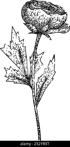 blooms ranunculus sketch hand drawn vector Stock Vector Image & Art - Alamy