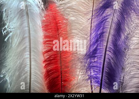 Large colourful plumes or ostrich feathers Stock Photo - Alamy