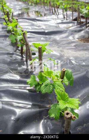 Rows of young plants in plastic seedling trays are arranged on a ground ...