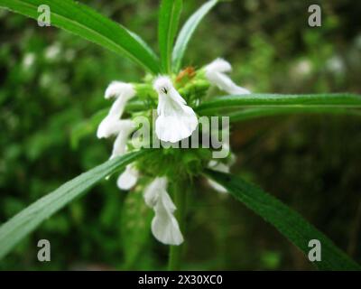 Leucas aspera plant in white bloom Stock Photo - Alamy
