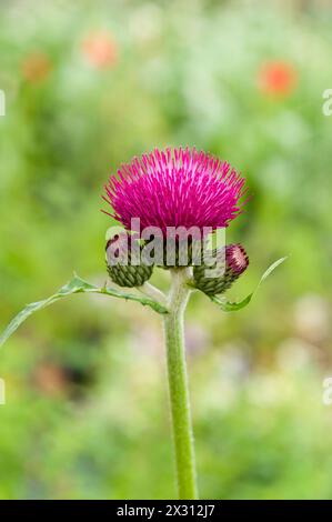 Red Brook Thistle - Cirsium rivulare 'Atropurpureum' Stock Photo - Alamy