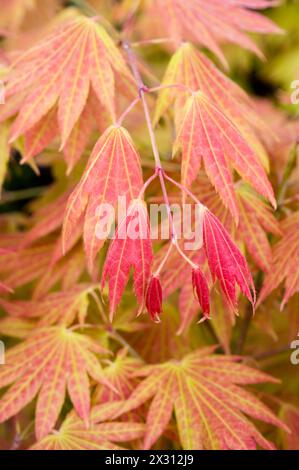 Japanese maple, Acer shirasawanum "Moonrise" in the Moulin de la Lande ...