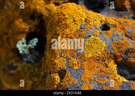 Xanthoria candelaria on the rock background Stock Photo - Alamy