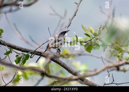 grey sibia (Heterophasia gracilis) observed in Khonoma in Nagaland, India Stock Photo - Alamy
