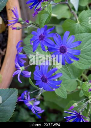 Pericallis x hybrida 'Senetti Deep Blue Florist's cineraria Senetti ...