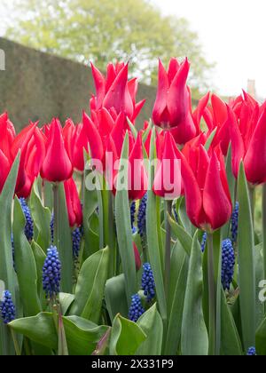 close-up of a mixed colour grape bunches and thick vine growing on a ...