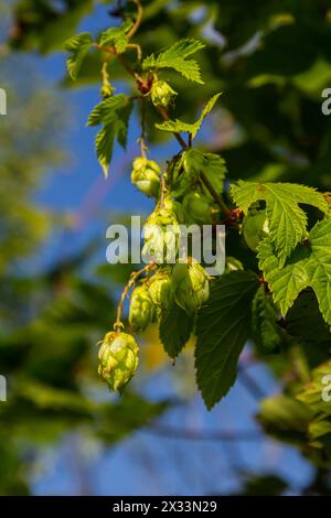 Hop cones grow on the stem of the plant Stock Photo - Alamy