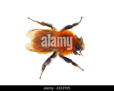 Common carder bee isolated on white background, Bombus pascuorum Stock ...