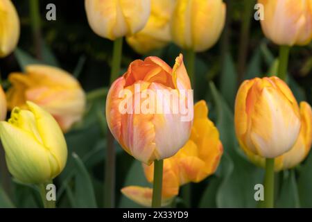 Tulip Creme Upstar, double late Stock Photo - Alamy