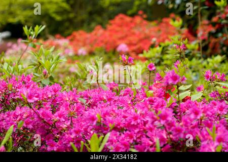 Flowering Azaela bush Stock Photo - Alamy