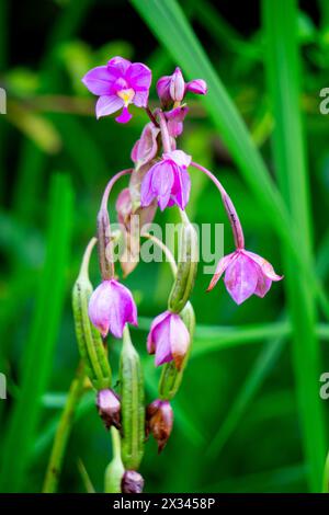 Eulophia nuda (spectacular eulophia, Amarkand). This plant have been ...