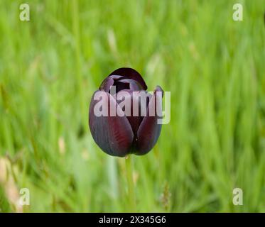 Tulip 'Paul Scherer', Kew Gardens; Royal Botanical Gardens; Kew ...