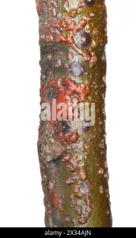 A branch of a linden (Tilia) tree with symptoms of disease - Canker ...