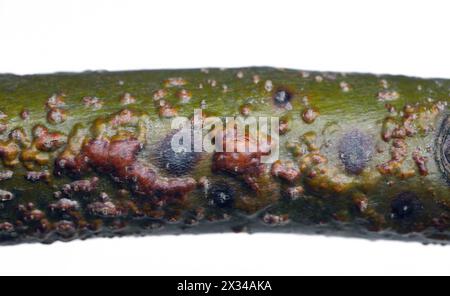 A branch of a linden (Tilia) tree with symptoms of disease - Canker ...