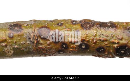 A branch of a linden (Tilia) tree with symptoms of disease - Canker ...
