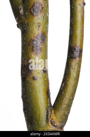 A branch of a linden (Tilia) tree with symptoms of disease - Canker ...