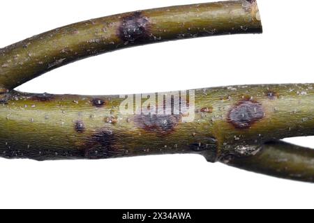 A branch of a linden (Tilia) tree with symptoms of disease - Canker ...