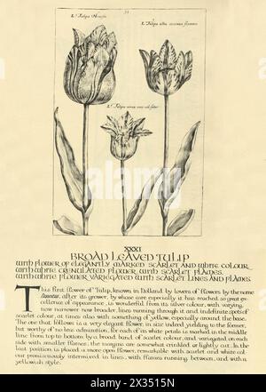 Botanical art print of broad leaved tulip, from Hortus Floridus by ...