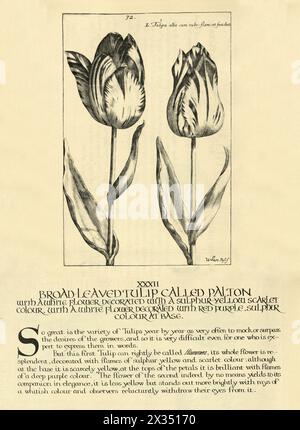 Botanical art print of broad leaved tulip, from Hortus Floridus by ...