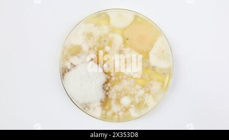 Mould test petri dish agar plate culture medium with spore colonies for ...