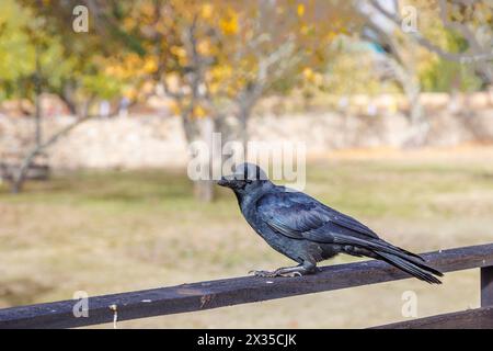 A glossy Large-billed Crow (Corvus macrorhynchos) perching on a post ...