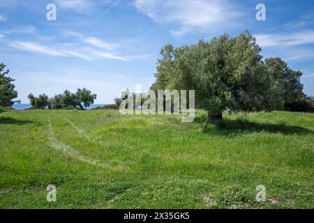Olive groves at Sithonia coastline near Kastri Beach, Chalkidiki ...