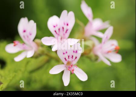 Delicate scented geranium (Pelargonium denticulatum), flowers, native ...