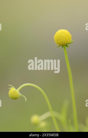 Gummy bear flower or pineapple flower (Cephalophora aromatica, Helenium ...
