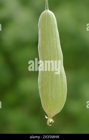 Sponge cucumber (Luffa aegyptiaca, Luffa cylindrica), fibrous interior ...