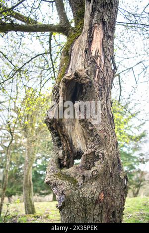 Deadwood structure Cave, cave runs through the entire tree, important ...