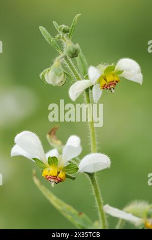 Burning bindweed or chile nettle (Loasa triphylla var. volcanica ...