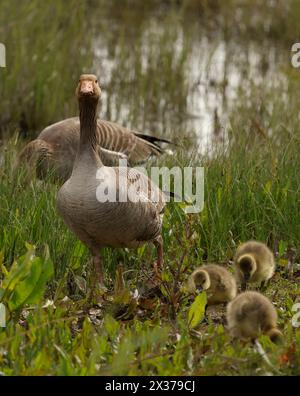 Graylag Goose with their Goslings at RSPB Rainham Marshes Nature ...