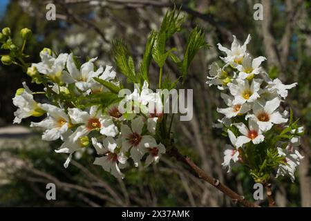 Yellowhorn Tree Flowers, Xanthoceras sorbifolium, Sapindaceae, North ...