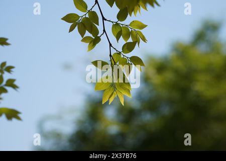 Chinese Nettle Tree, Celtis sinensis Stock Photo - Alamy