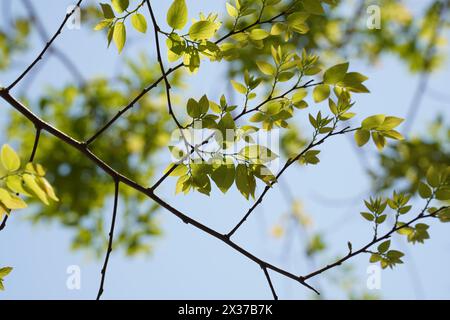Chinese Nettle Tree, Celtis sinensis Stock Photo - Alamy